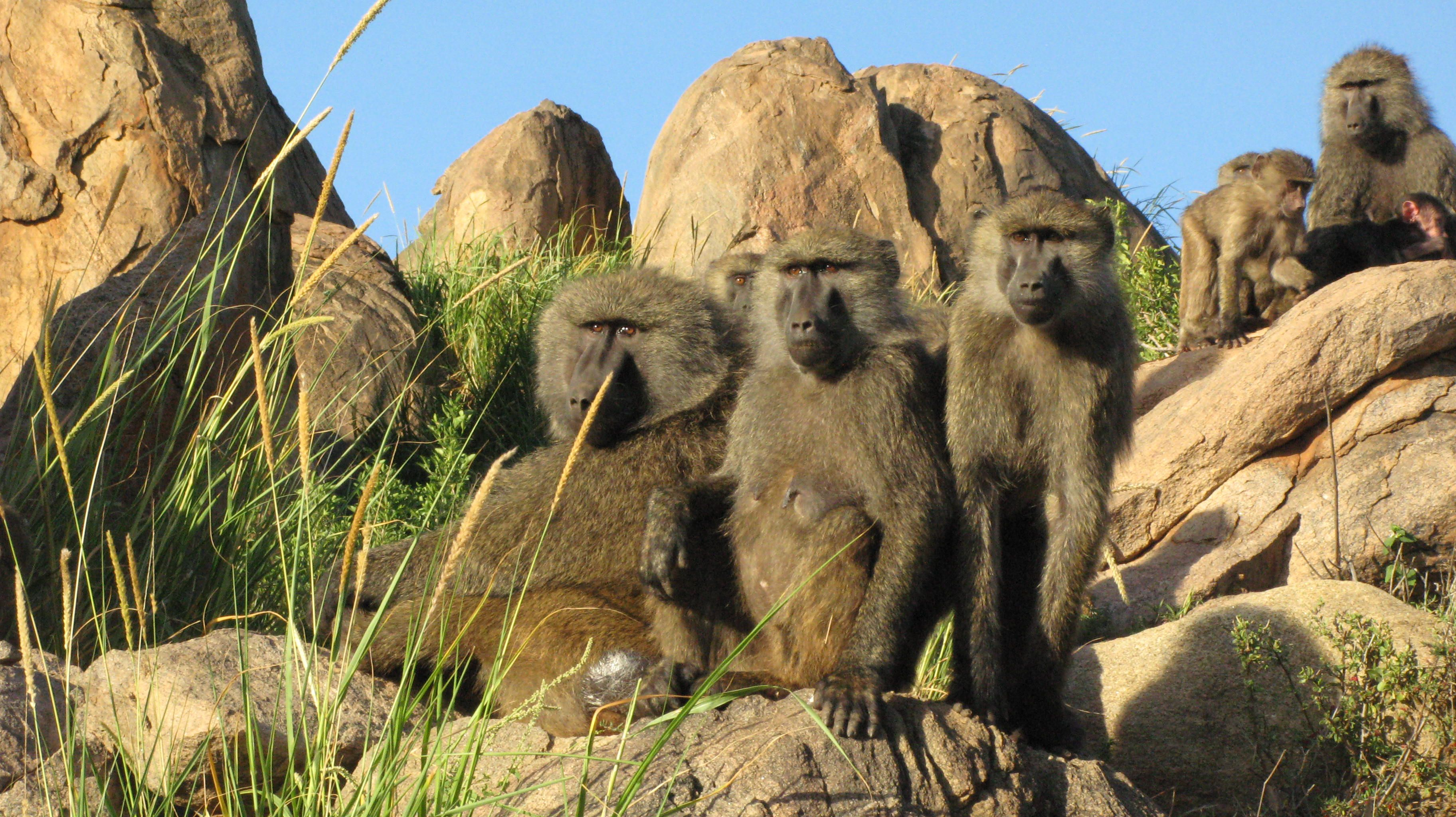 BaboonsRus - Uaso Ngiro Baboon Project